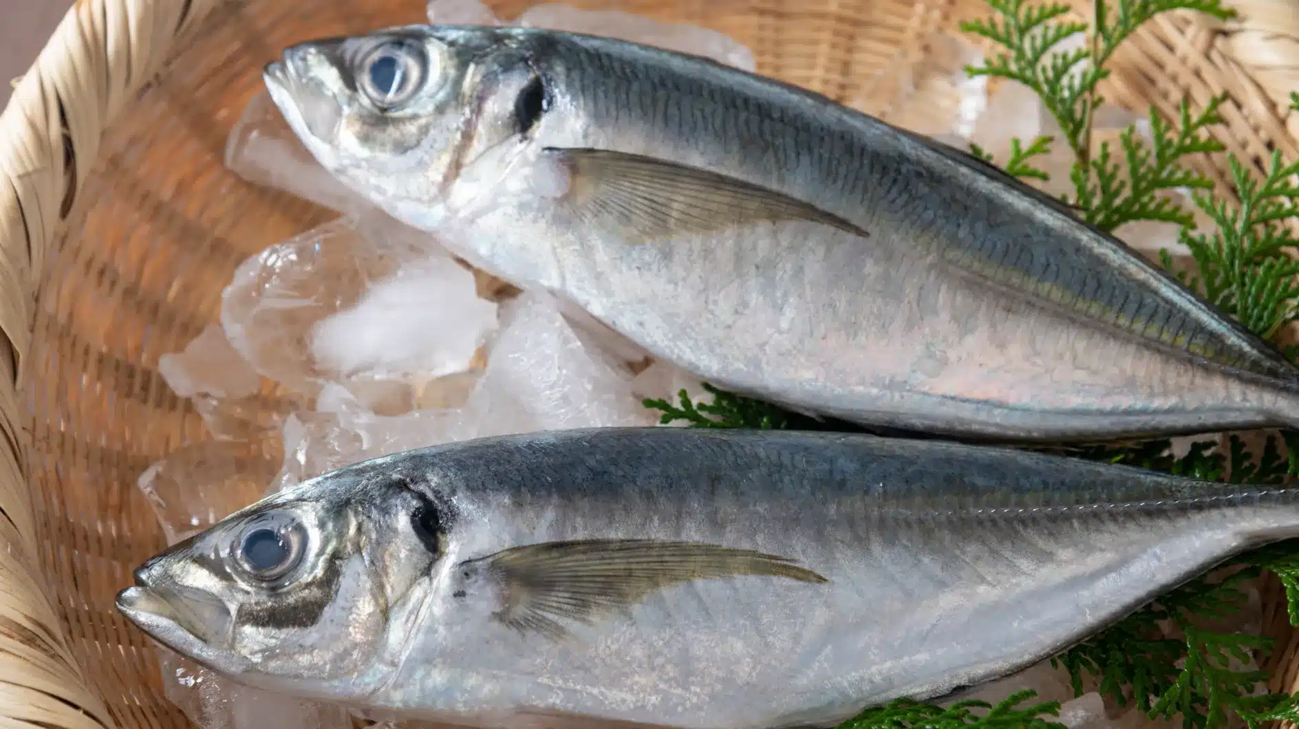 "Il a le même goût que la sardine" : ce poisson économique peu connu ...
